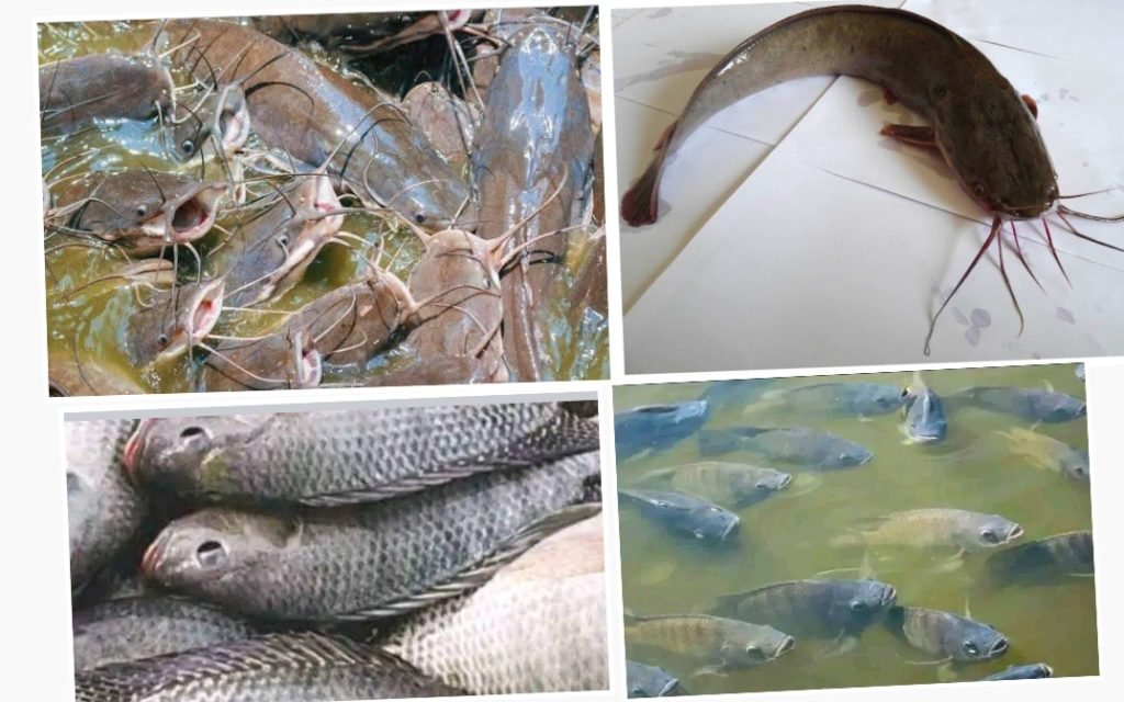 Fish Farming business in Nigeria: Advantages, Requirements and Challenges